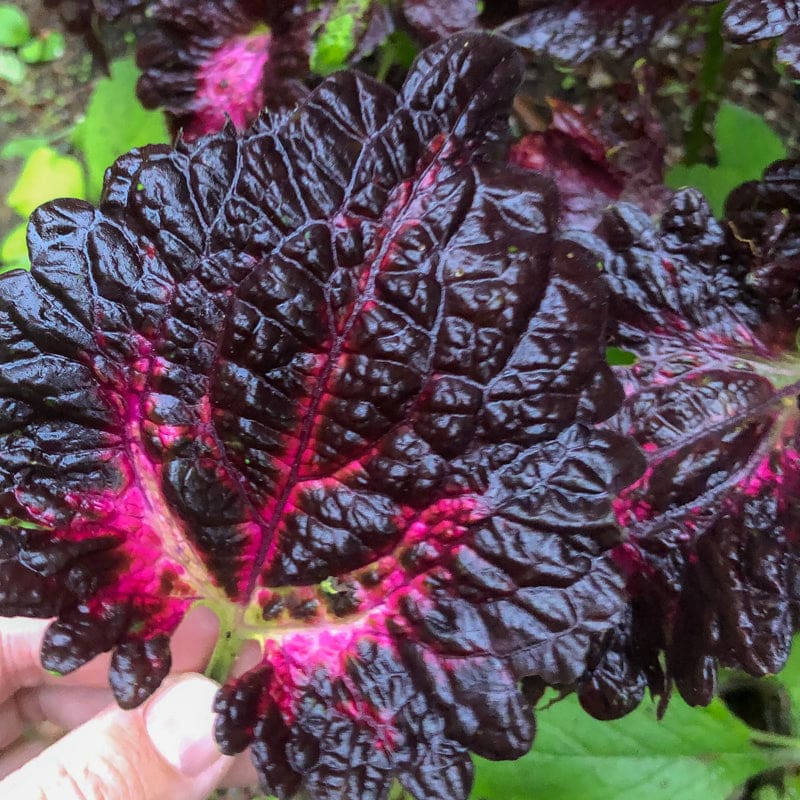 Black Dragon Coleus – Pinetree Garden Seeds