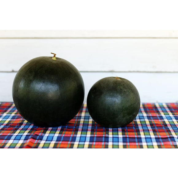 Blacktail Mountain Watermelon (70 Days) – Pinetree Garden Seeds