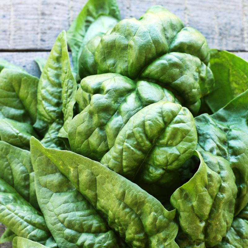 Bloomsdale Long Standing Spinach (Heirloom 42 Days) – Pinetree Garden Seeds