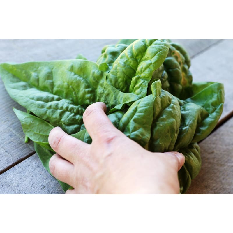 Bloomsdale Long Standing Spinach (Heirloom 42 Days)