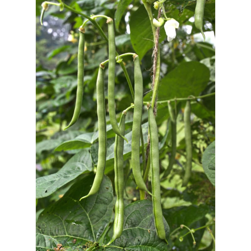 Blue Lake FM1K Pole Bean (60-65 days)