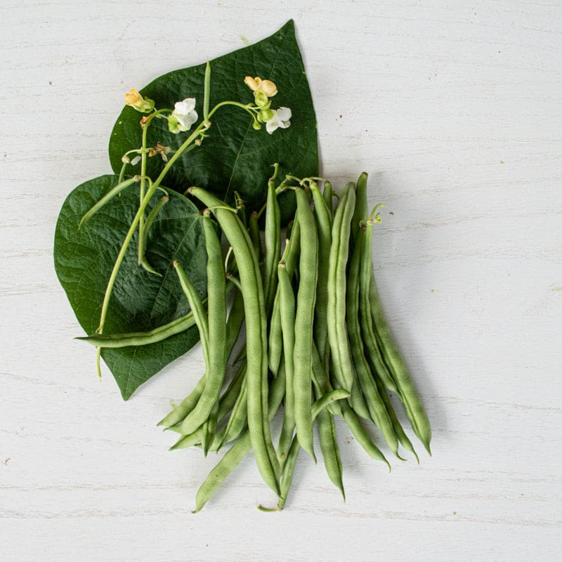 Blue Lake FM1K Pole Bean (60-65 days)
