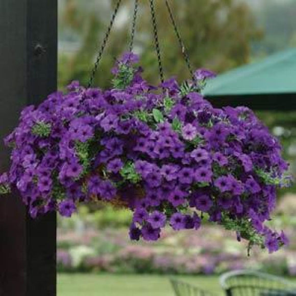 Blue Wave Petunia – Pinetree Garden Seeds