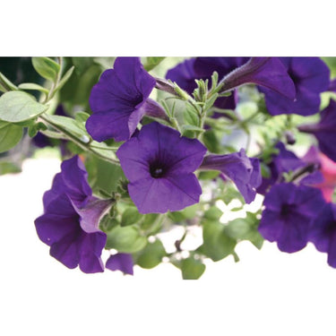Blue Wave Petunia – Pinetree Garden Seeds