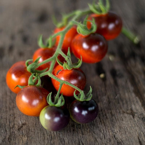 Tomato Seeds - Heirloom & Organic Varieties | Pinetree Garden Seeds – Page