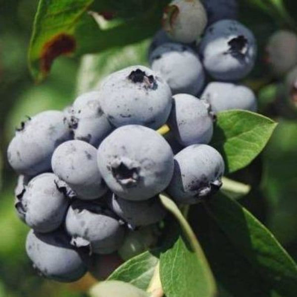 Blueberries