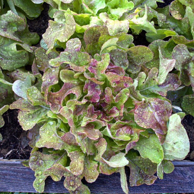 Blushed Butter Oak Lettuce (50 Days Organic) – Pinetree Garden Seeds
