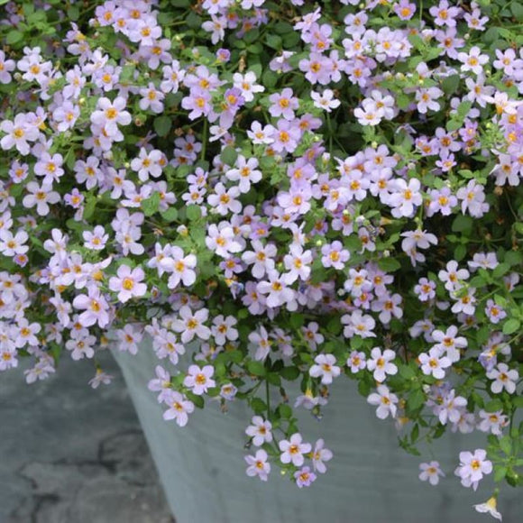 Blutopia Bacopa – Pinetree Garden Seeds