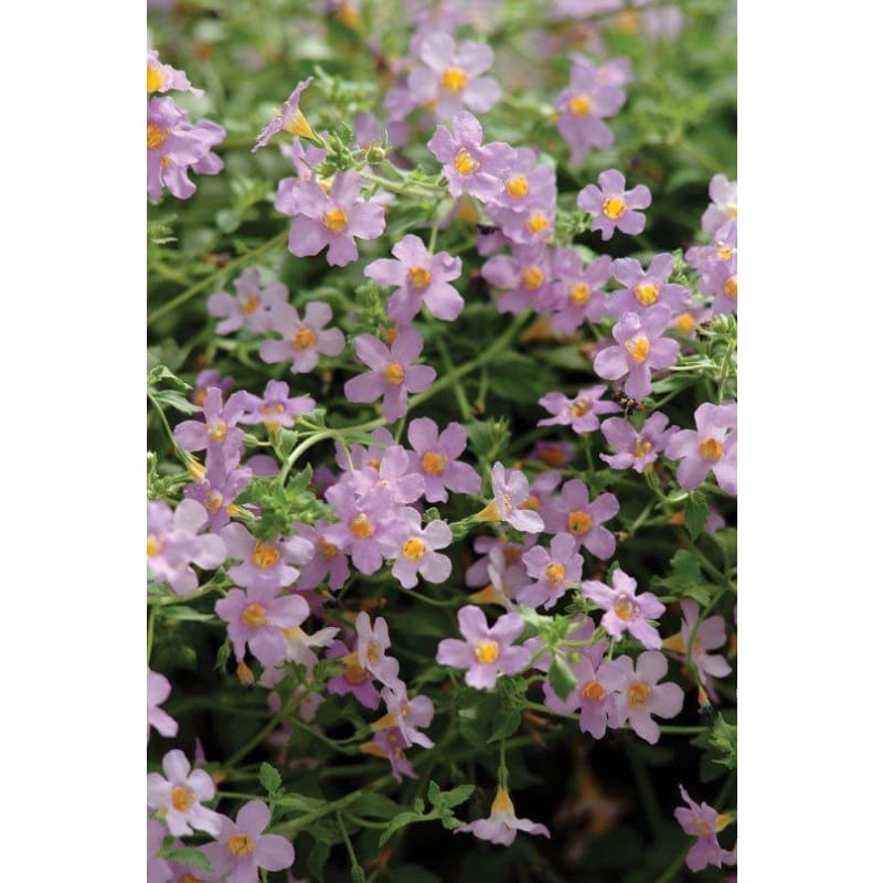 Blutopia Bacopa – Pinetree Garden Seeds