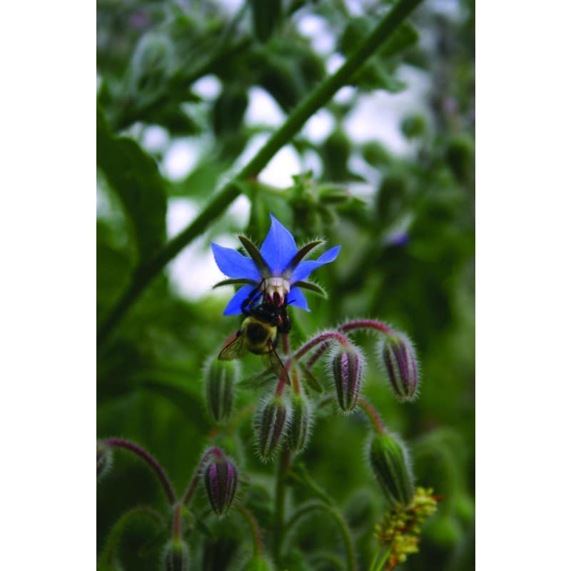 Borage