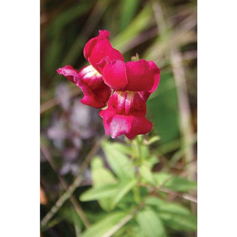 Snapdragons – Pinetree Garden Seeds