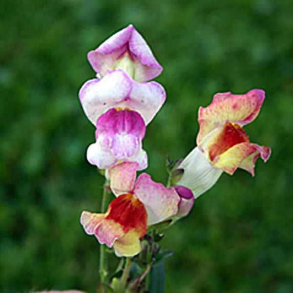 Snapdragons