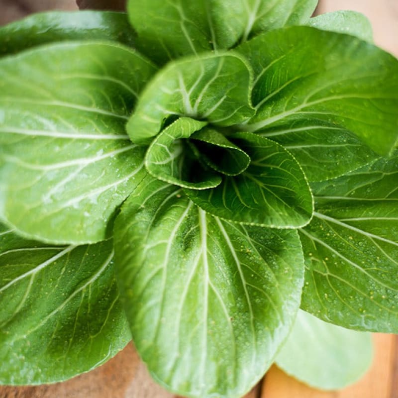 Brisk Green Pak Choi (F1 Hybrid 50 Days) – Pinetree Garden Seeds