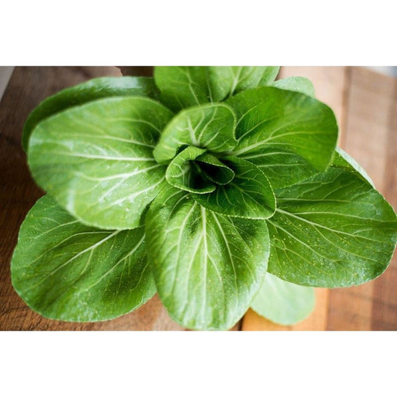 Brisk Green Pak Choi (F1 Hybrid 50 Days) – Pinetree Garden Seeds