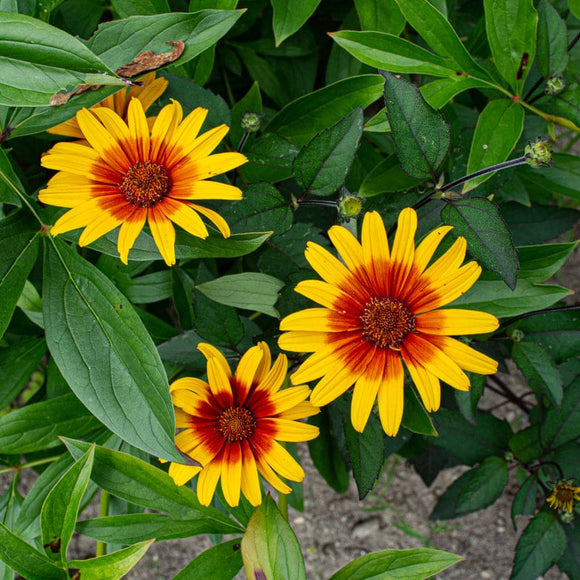 Burning Hearts Heliopsis – Pinetree Garden Seeds