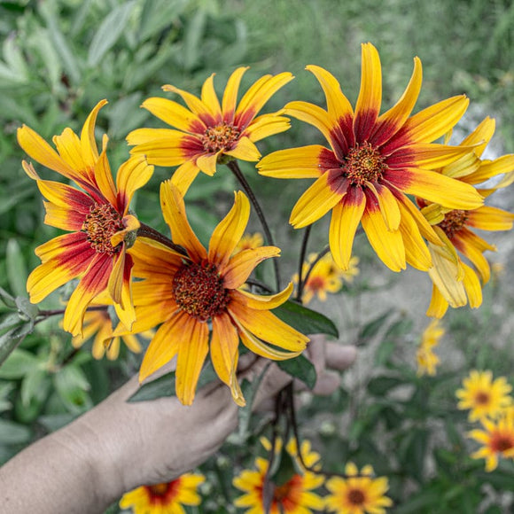 Burning Hearts Heliopsis – Pinetree Garden Seeds