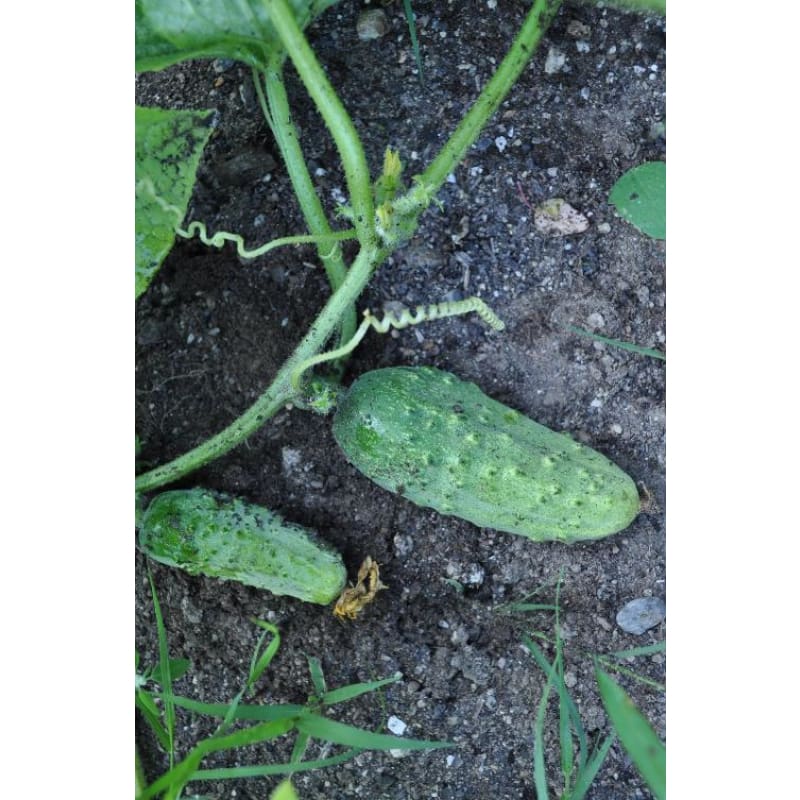 Bushy Cucumber (45-50 Days) – Pinetree Garden Seeds