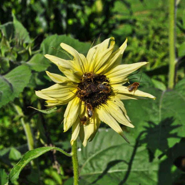 Seed Collections – Pinetree Garden Seeds