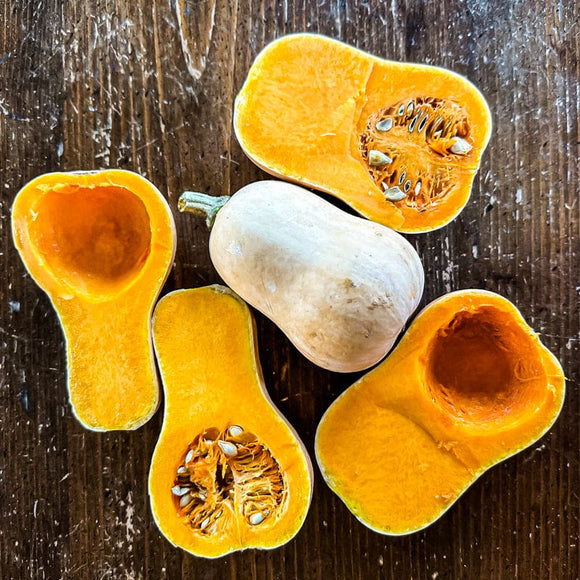 Butterbaby Butternut Winter Squash (F1 Hybrid 100 Days) – Pinetree ...