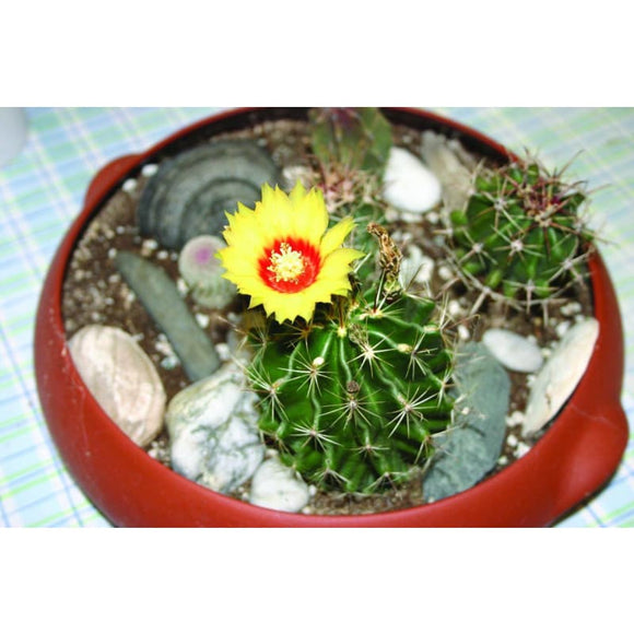 Cactus Mix – Pinetree Garden Seeds