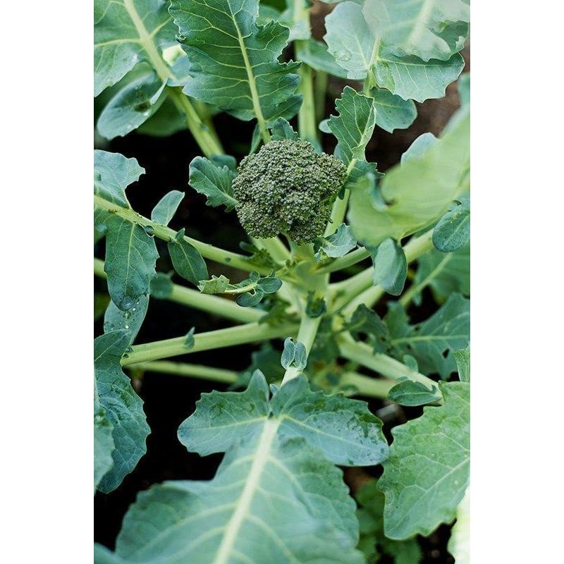 Calabrese Broccoli (Heirloom 55 Days )