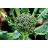Calabrese Broccoli (Heirloom 55 Days ) – Pinetree Garden Seeds