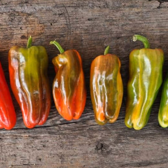 Candy Cane Pepper (F1 Hybrid 60-65 Days) Caspsicum annuum – Pinetree ...