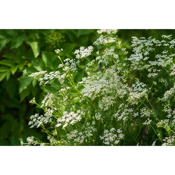 Caraway – Pinetree Garden Seeds