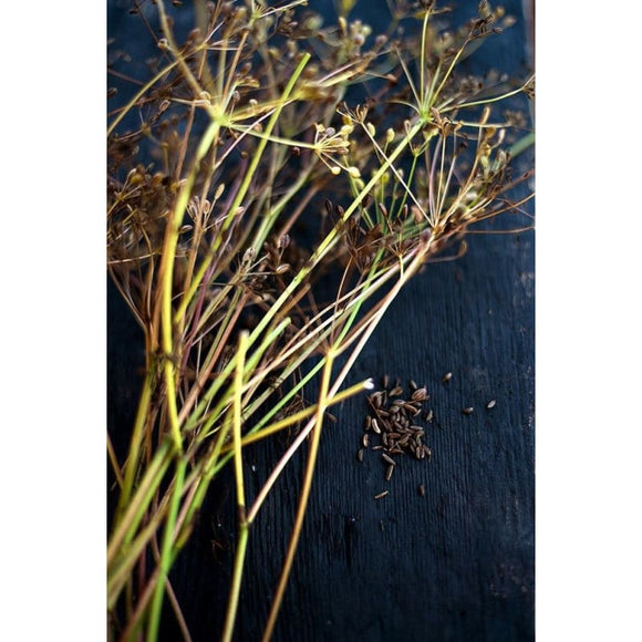 Caraway – Pinetree Garden Seeds