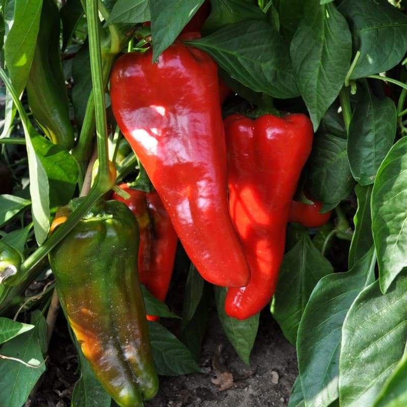 Carmen Pepper (Organic F1 Hybrid 60-80 Days ) – Pinetree Garden Seeds