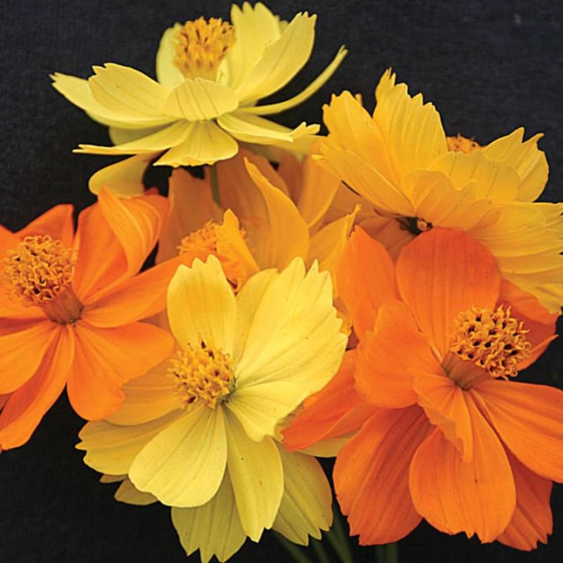 Carpet Mix Cosmos