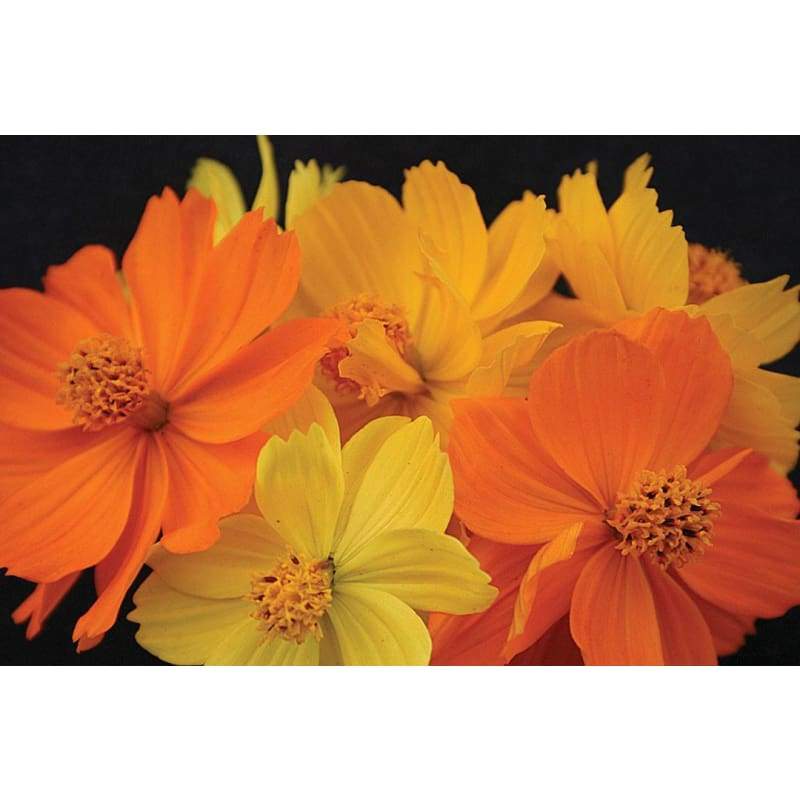 Carpet Mix Cosmos