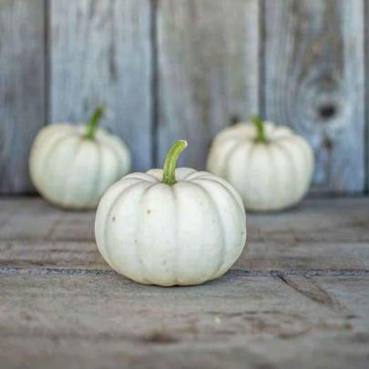Casperita Pumpkin (F1 Hybrid 77 Days) – Pinetree Garden Seeds
