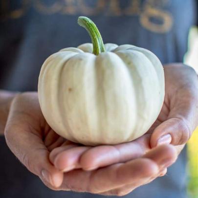 Casperita Pumpkin (F1 Hybrid 77 Days) – Pinetree Garden Seeds