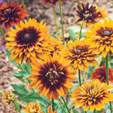 Cherokee Sunset Rudbeckia – Pinetree Garden Seeds