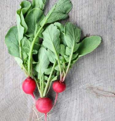 Cherry Belle Radish (Heirloom 21 Days) – Pinetree Garden Seeds