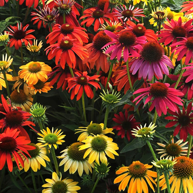 Cheyenne Spirit Echinacea – Pinetree Garden Seeds
