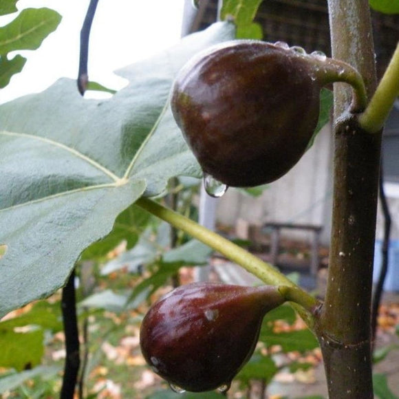 CHICAGO HARDY FIG – Pinetree Garden Seeds