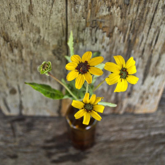 Chocolate Daisy Flower – Pinetree Garden Seeds