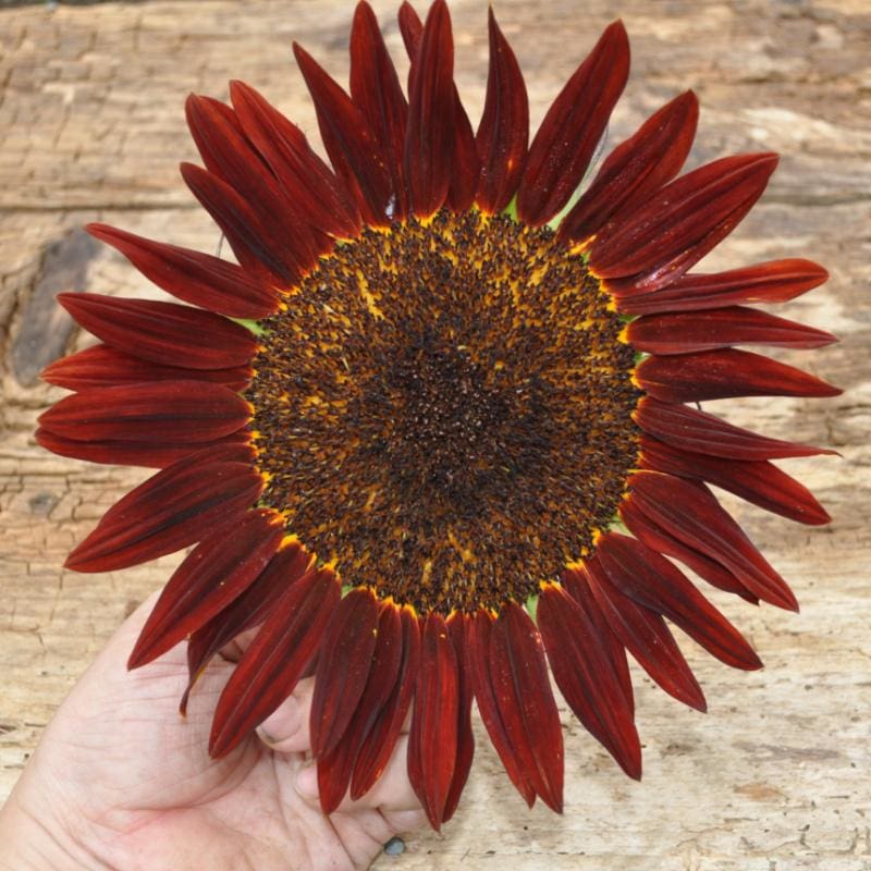 Chocolate Sunflower (Helianthus annuus) – Pinetree Garden Seeds