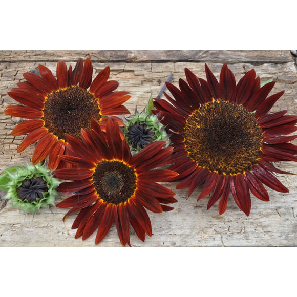 Chocolate Sunflower (Helianthus annuus) – Pinetree Garden Seeds