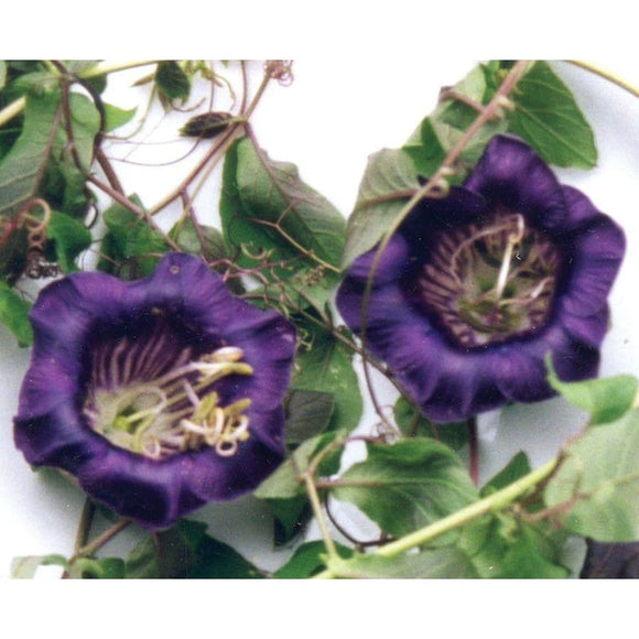 COBAEA - MONASTERY BELLS – Pinetree Garden Seeds