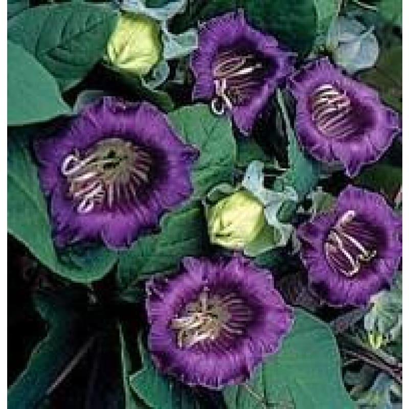 COBAEA - MONASTERY BELLS – Pinetree Garden Seeds