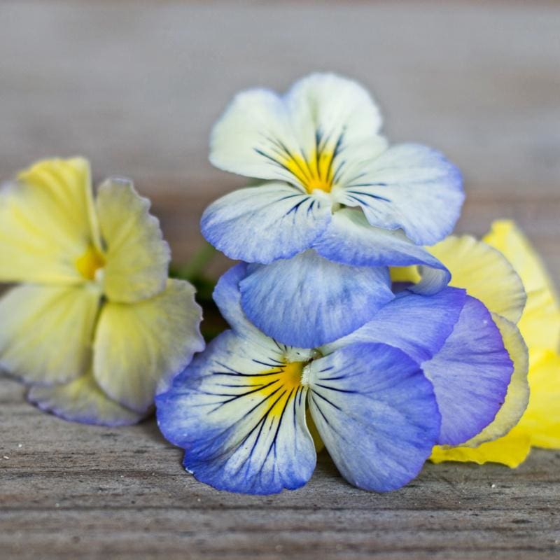 Cool Wave Berries n' Cream Mix Pansy