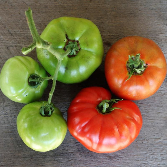 Country Taste Tomato (F1 Hybrid 70 Days) – Pinetree Garden Seeds