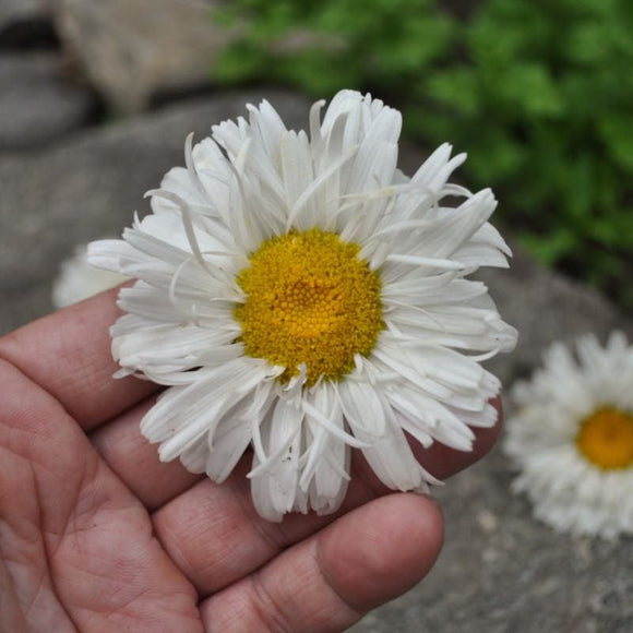 Crazy Daisy – Pinetree Garden Seeds