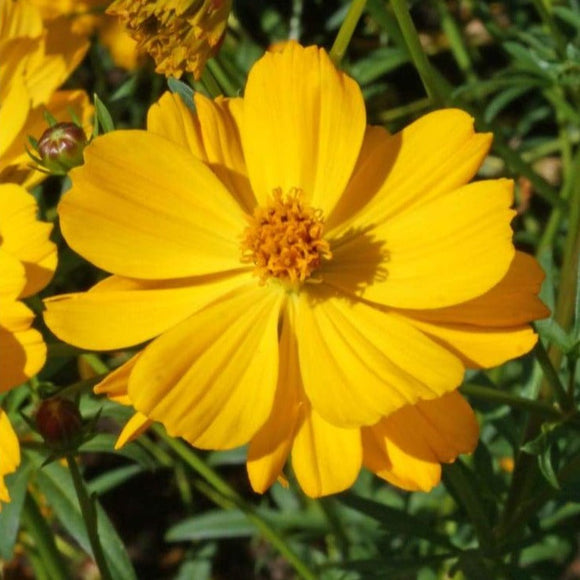 Crest Gold Cosmos – Pinetree Garden Seeds