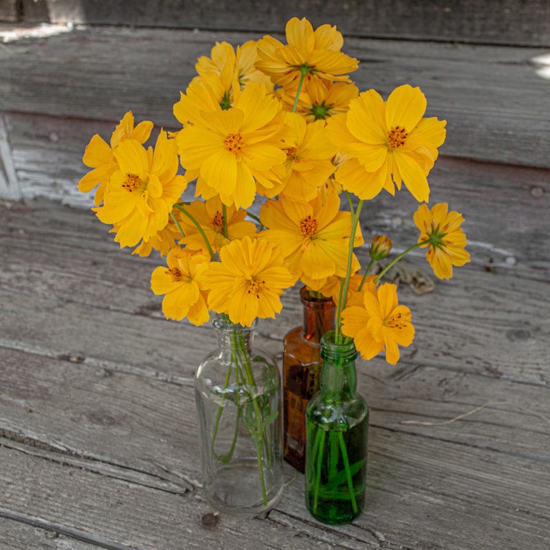 Crest Gold Cosmos – Pinetree Garden Seeds