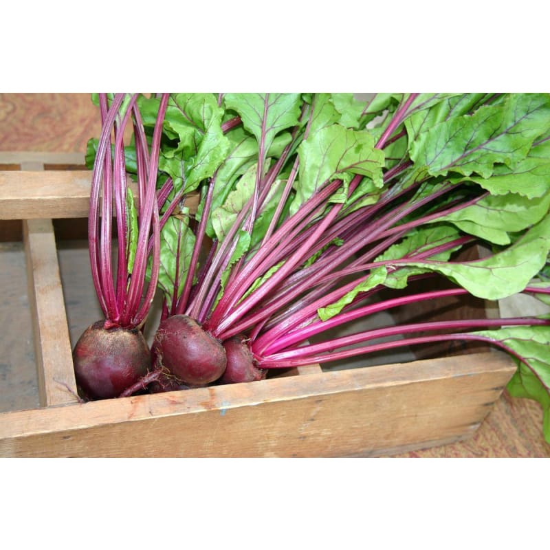 Crosby Egyptian Beet (Heirloom 45 Days) – Pinetree Garden Seeds