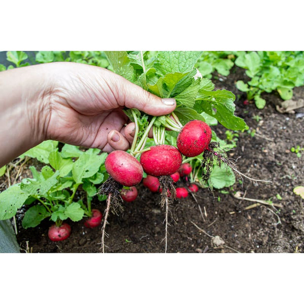 Crunchy King Radish (F1 Hybrid 23 Days)